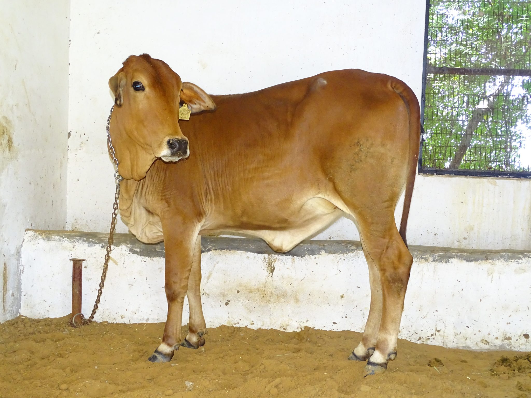 Dairy Unit – Krishi Vigyan Kendra