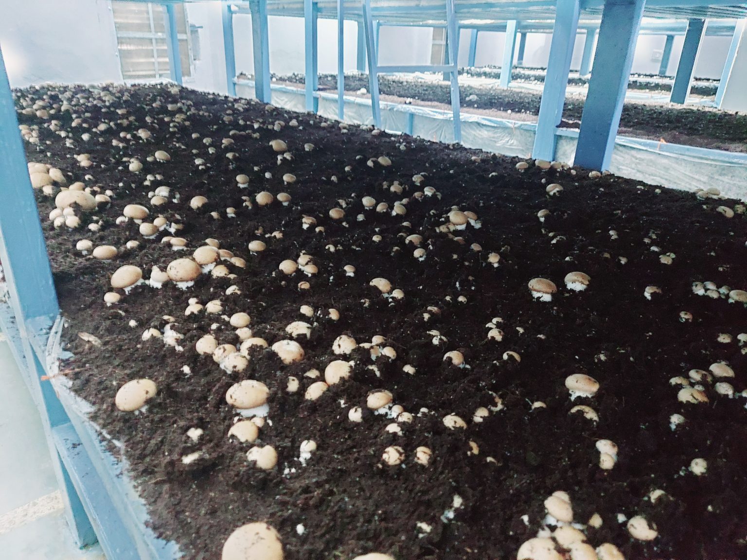 Mushroom Production – Krishi Vigyan Kendra